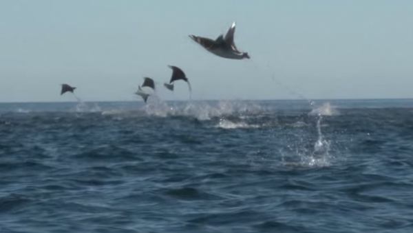 Das Ballett der Mantarochen - tierwelt.ch | TierWelt