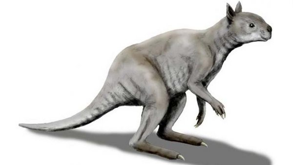 Das Pandaru - tierwelt.ch | TierWelt