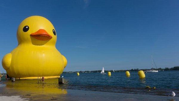 Riesen-Gummiente im Ozean verschollen - tierwelt.ch | TierWelt