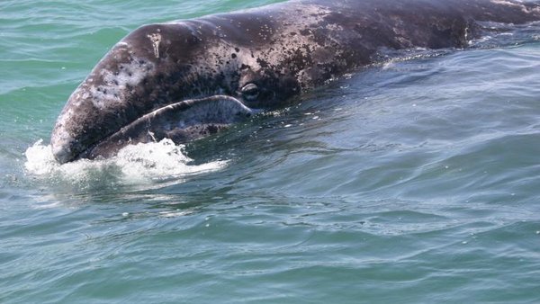 Wie entstehen verschiedene Walarten? - tierwelt.ch | TierWelt