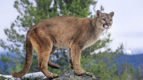 Warum Pumas die Pest haben - tierwelt.ch | TierWelt