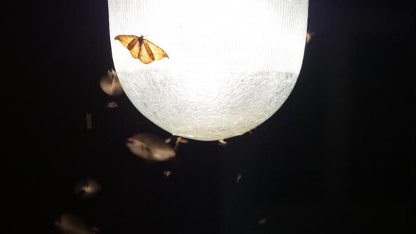 Jura-Gemeinde Val-de-Ruz löscht nachts alle Lichter - tierwelt.ch ...