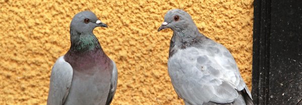 Tauben: Männchen und Weibchen unterscheiden - tierwelt.ch | TierWelt