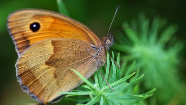 Mehr artenreiche Wiesen im Thurgau - tierwelt.ch | TierWelt