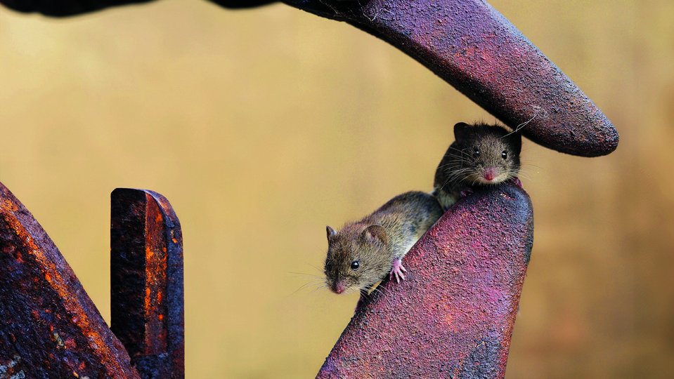 TierWelt | TierWelt