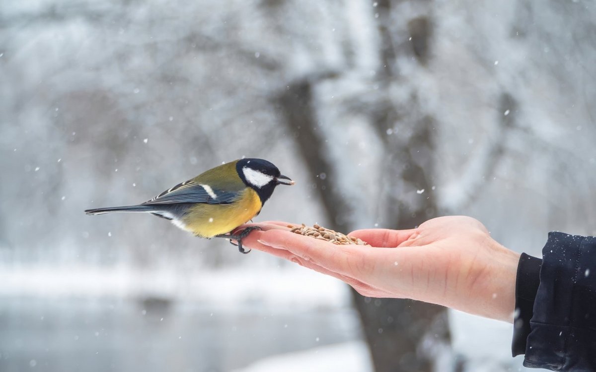 Wildtiere füttern richtig erklärt: Regeln, Tipps und Risiken - tierwelt ...