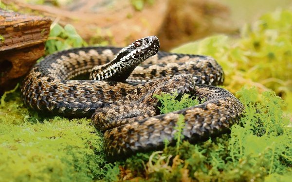 Von Nattern, Ottern und Vipern - tierwelt.ch | TierWelt