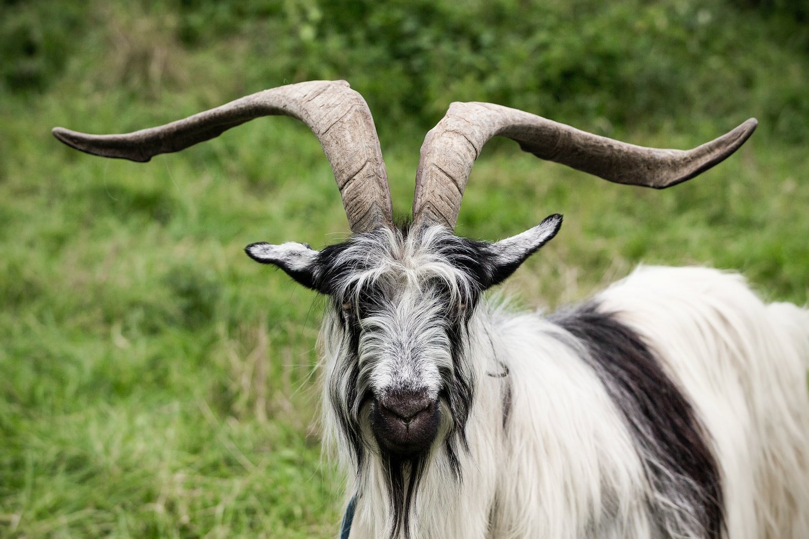 Die Grüenochte Geiss: Vorne grau, früher unerwünscht - tierwelt.ch ...