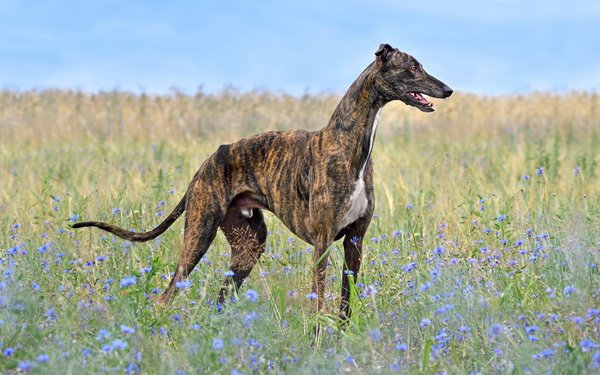 Greyhound – der Sprinter - tierwelt.ch | TierWelt