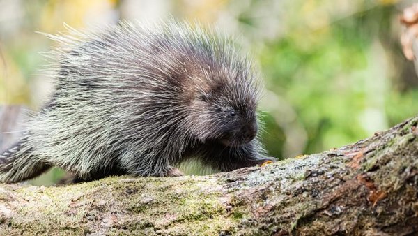 Herzige neue Stacheltiere im Zoo Basel - tierwelt.ch | TierWelt