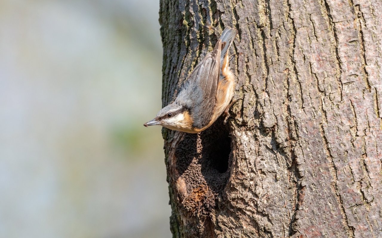 Der Kleiber: Kopfüber am Baum - tierwelt.ch | TierWelt