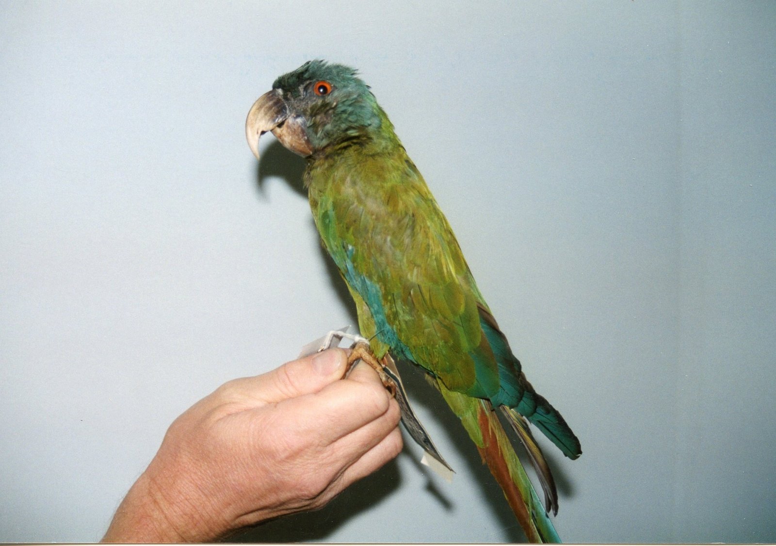 Biografien hinter Tiernamen - tierwelt.ch | TierWelt