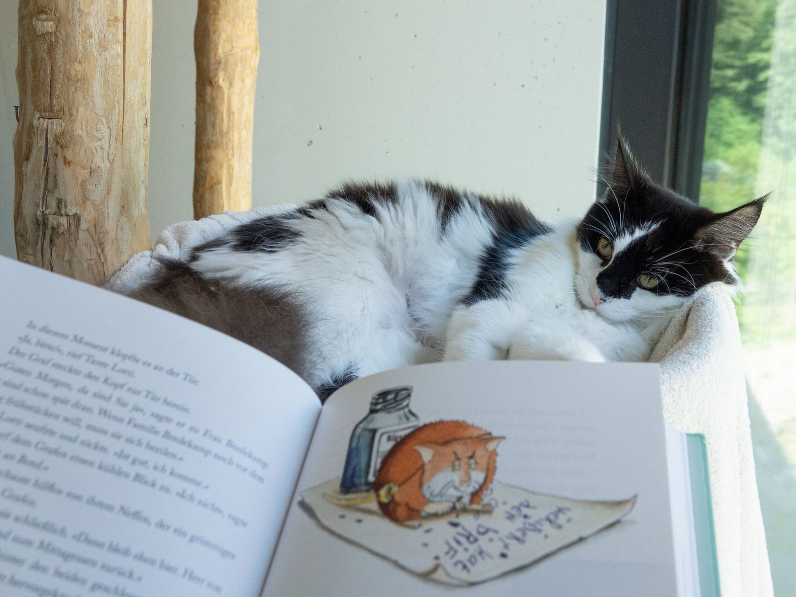 Zürcher Kinder lesen Katzen vor - tierwelt.ch | TierWelt