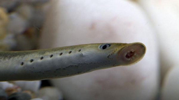 Geheimnis um furchterregende Neunaugen gelüftet - tierwelt.ch | TierWelt