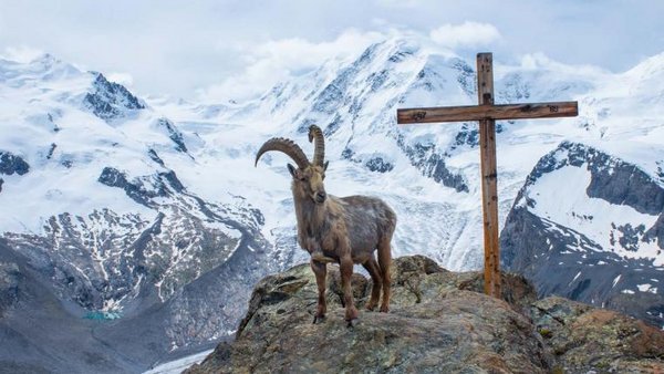 Alpen-Huftiere gehen in die Höhe - tierwelt.ch | TierWelt