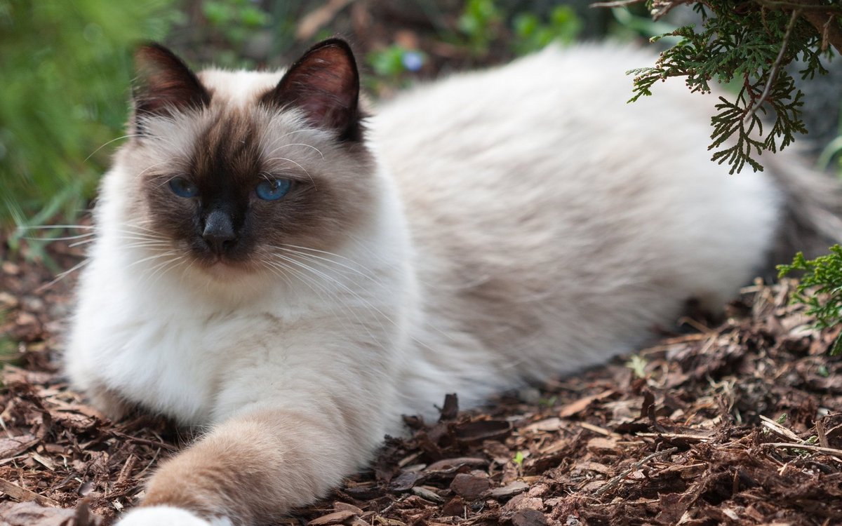 Heilige Birma: Eine freundliche und gelassene Katze - tierwelt.ch ...