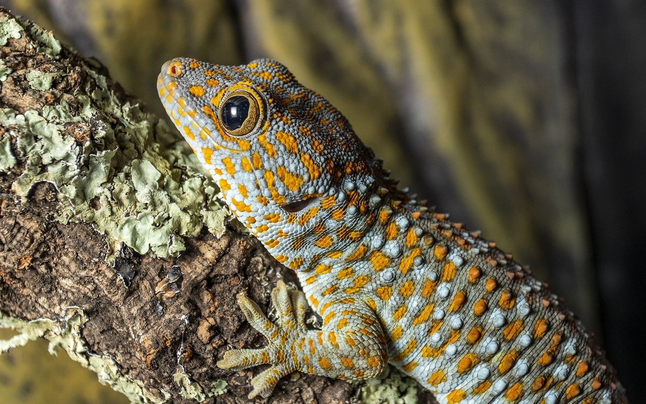 Geckos erkennen eigenen Geruch - tierwelt.ch | TierWelt