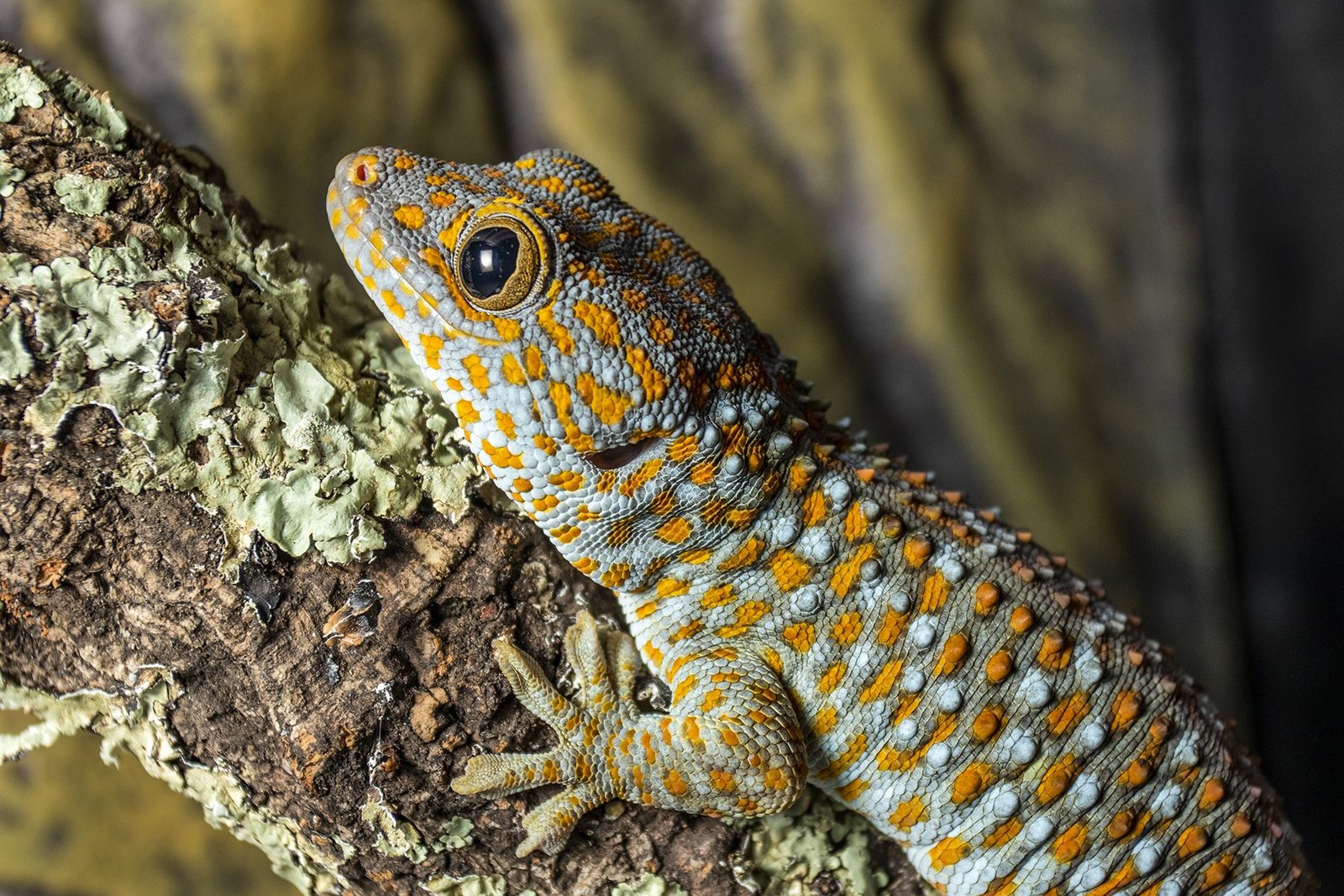 Geckos erkennen eigenen Geruch - tierwelt.ch | TierWelt