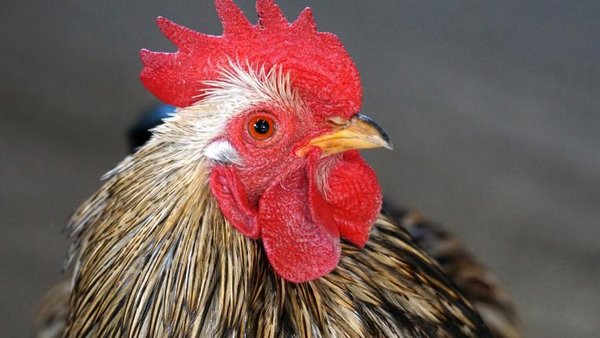 Bund ergreift Massnahmen gegen Vogelgrippe - tierwelt.ch | TierWelt Bund ergreift Massnahmen gegen Vogelgrippe - tierwelt.ch | TierWelt