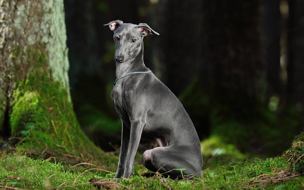 Italienisches Windspiel – der kleine Windhund - tierwelt.ch | TierWelt