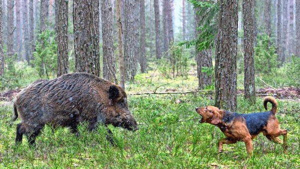 Viel Gebell um die Wildsau - tierwelt.ch | TierWelt