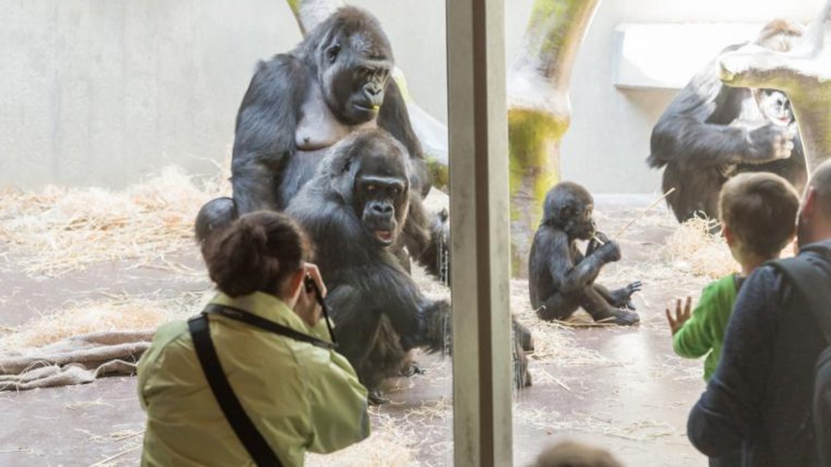 Zoo Basel 2016 mit weniger Besuchern - tierwelt.ch | TierWelt