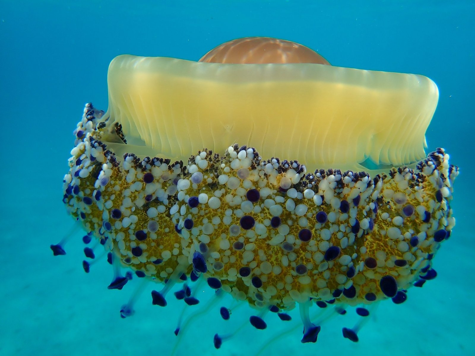 Die Qualle, die aussieht wie ein Spiegelei - tierwelt.ch | TierWelt