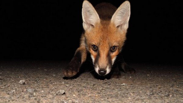 Fuchs beisst Patientin im Unispital Zürich - tierwelt.ch | TierWelt