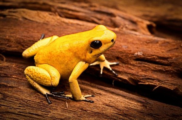 Wie Tiere mit Gift leben - tierwelt.ch | TierWelt