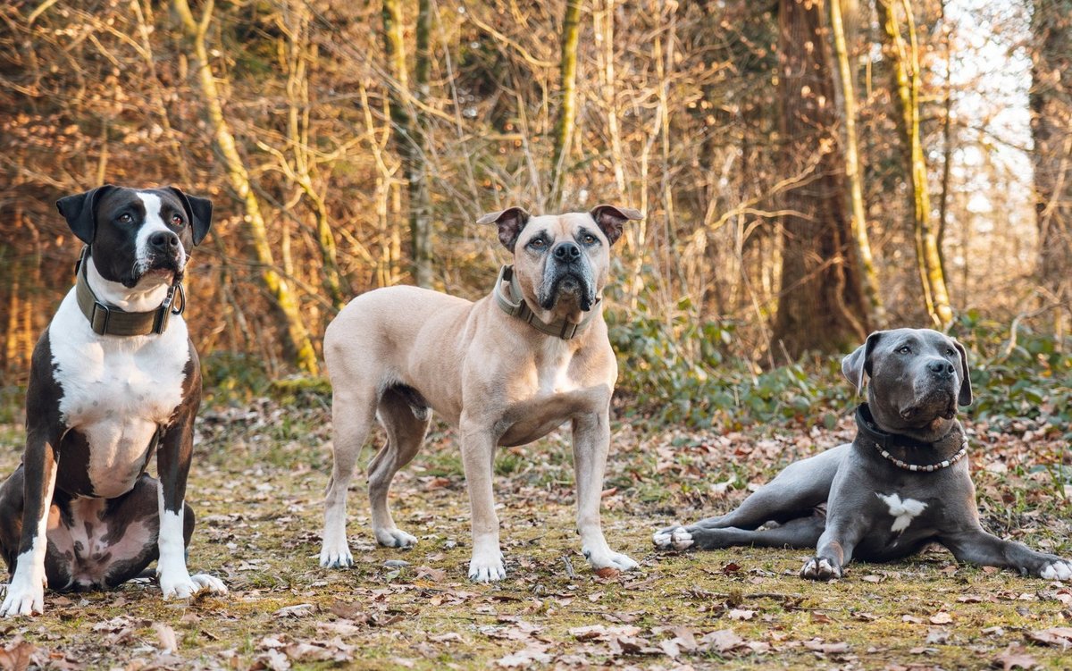 Listenhunde: Weshalb die Rasse nur zweitrangig ist - tierwelt.ch | TierWelt