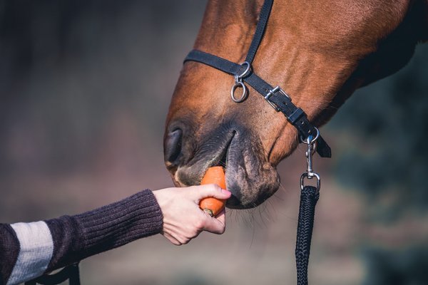 Welche Obst- und Gemüsesorten darf mein Pferd fressen? - tierwelt.ch ...