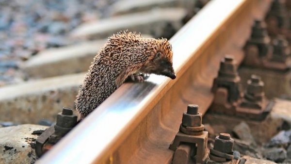 Barrieren für Wildtiere: Alles voller Hindernisse - tierwelt.ch | TierWelt