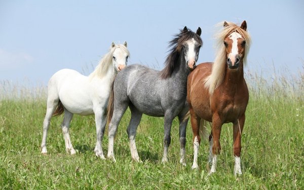 Was wissen Sie über Ponys? - tierwelt.ch | TierWelt