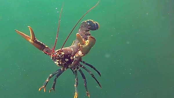 Hummer für die Nordsee-Windparks - tierwelt.ch | TierWelt