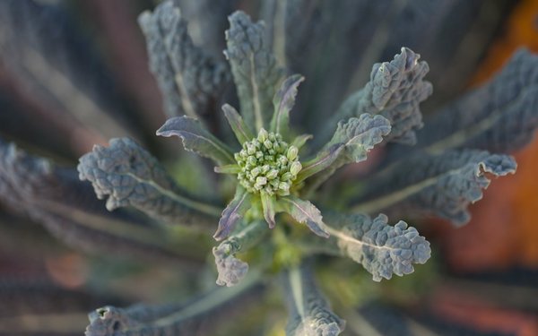 Palmkohl: Mit südlichem Flair durch den Winter - tierwelt.ch | TierWelt