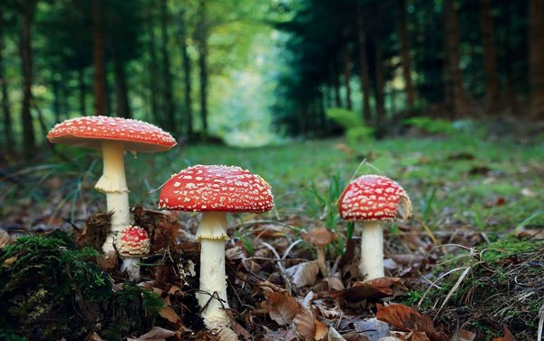 Wie Pilze wachsen und die Bäume im Wald schützen - tierwelt.ch | TierWelt