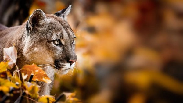 Raubtier-Liebhaber flüchtet mit Puma in Waldgebiet - tierwelt.ch | TierWelt