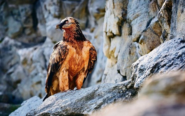 Geier in der Schweiz - tierwelt.ch | TierWelt