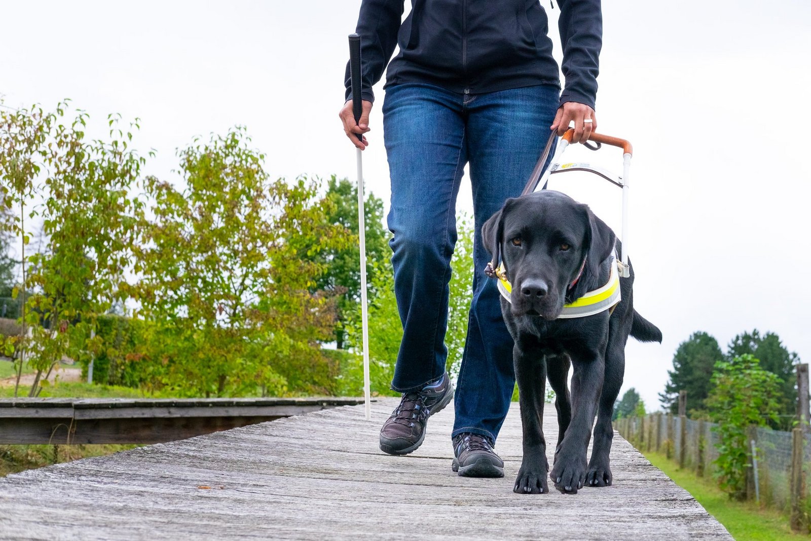 Seit 50 Jahren sind Vierbeiner der Blindenführhundeschule im Einsatz ...