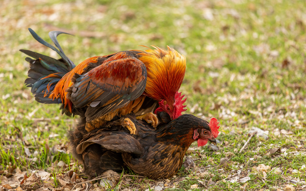 Die Begattung in der Welt der Hühner - tierwelt.ch | TierWelt