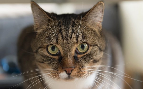 Die Katze im Fokus - tierwelt.ch | TierWelt