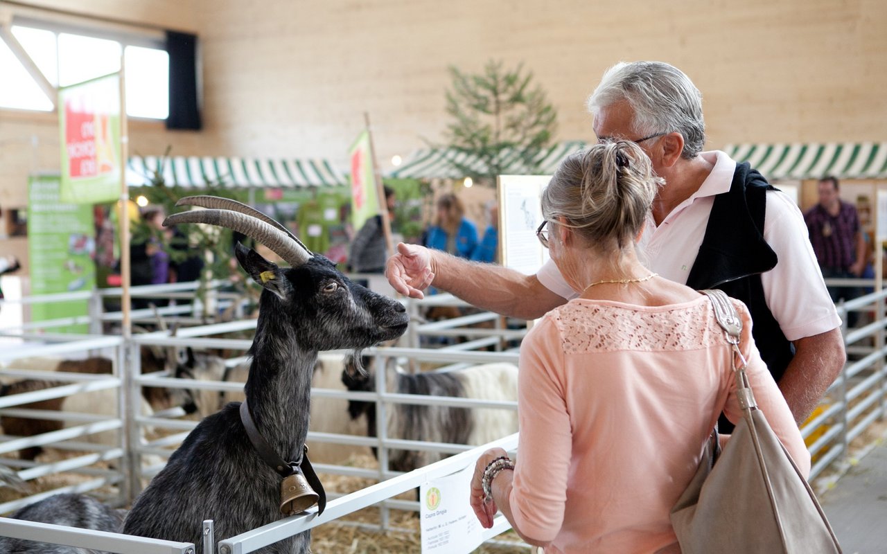 Die nationale Schau gefährdeter Nutztierrassen - tierwelt.ch | TierWelt
