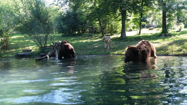 Kastanien und Eicheln ins Dählhölzli bringen - tierwelt.ch | TierWelt