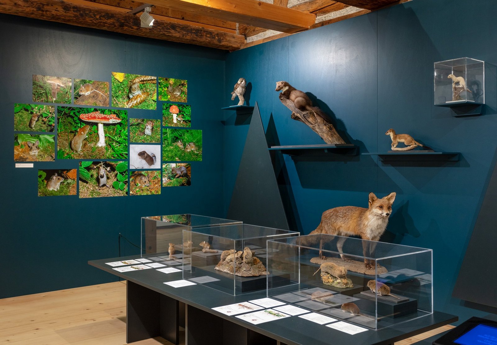 Das Museum Appenzell geht auf Mäusejagd - tierwelt.ch | TierWelt