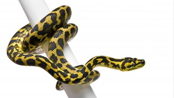 Ein lebendiges Lasso - tierwelt.ch | TierWelt