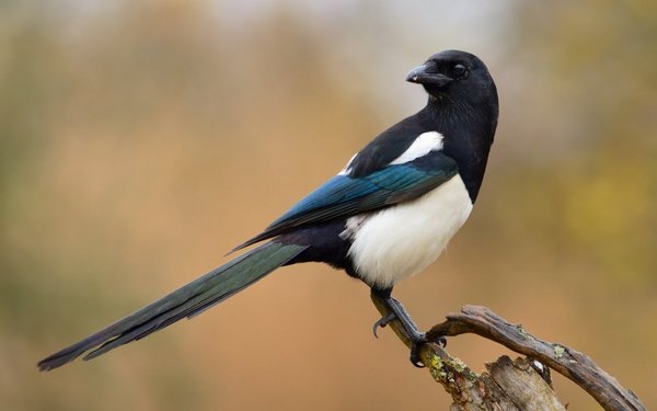 Die Elster: Bekannt und intelligent - tierwelt.ch | TierWelt