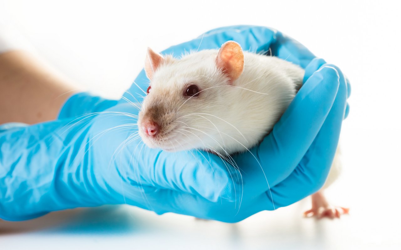 Neues Zuhause für ausgediente Laborratten - tierwelt.ch | TierWelt