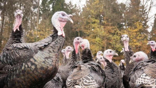 So sieht Bio-Truthahn-Haltung in der Schweiz aus - tierwelt.ch | TierWelt