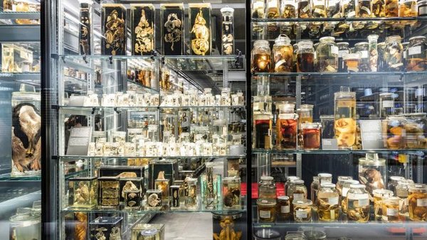 Naturhistorisches Museum Bern 2020 mit Besuchereinbruch - tierwelt.ch ...
