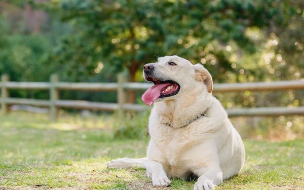So vermeiden Sie Übergewicht beim Hund - tierwelt.ch | TierWelt
